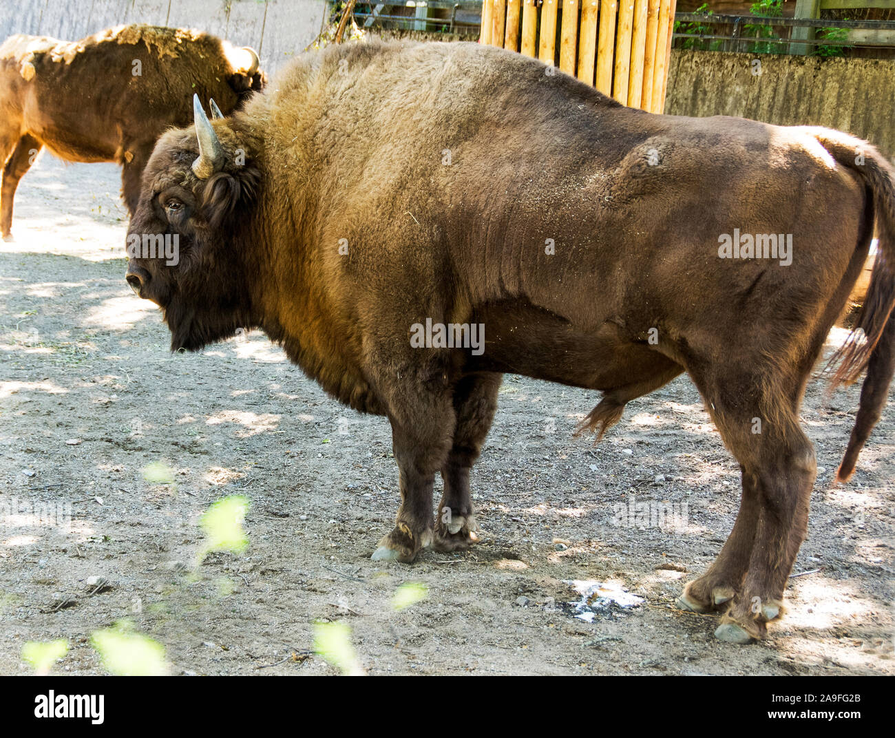 European Bison 'Bison bonasus' Adult male in Stockholm Zoo.Sweden Stock ...