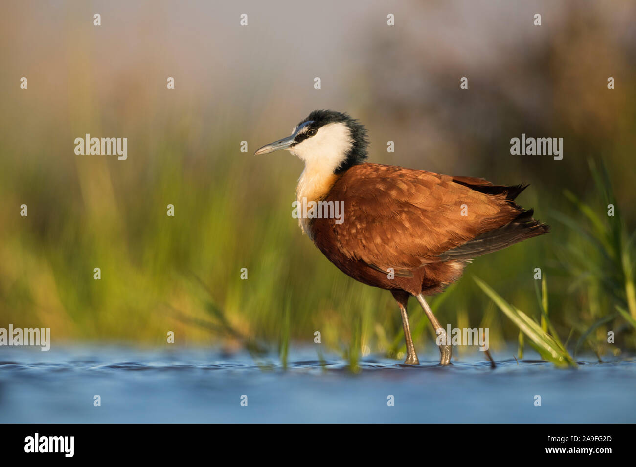 African jacana (Actophilornis africanus), Zimanga game reserve, South ...