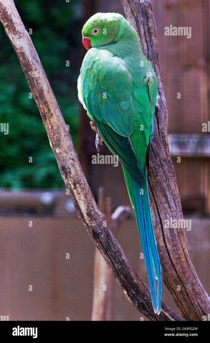 Parrot. Green conure 'Aratinga holochlora' Adult in captivity.South ...
