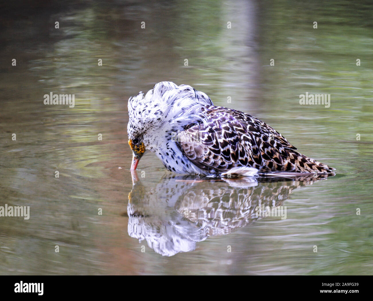 The Ruff Bird Faeder