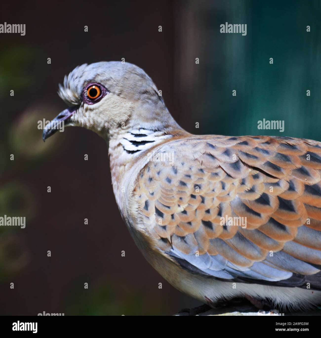 Turtle Dove 'Streptopelia turtur' Adult.Summer visitor to Europe.South ...