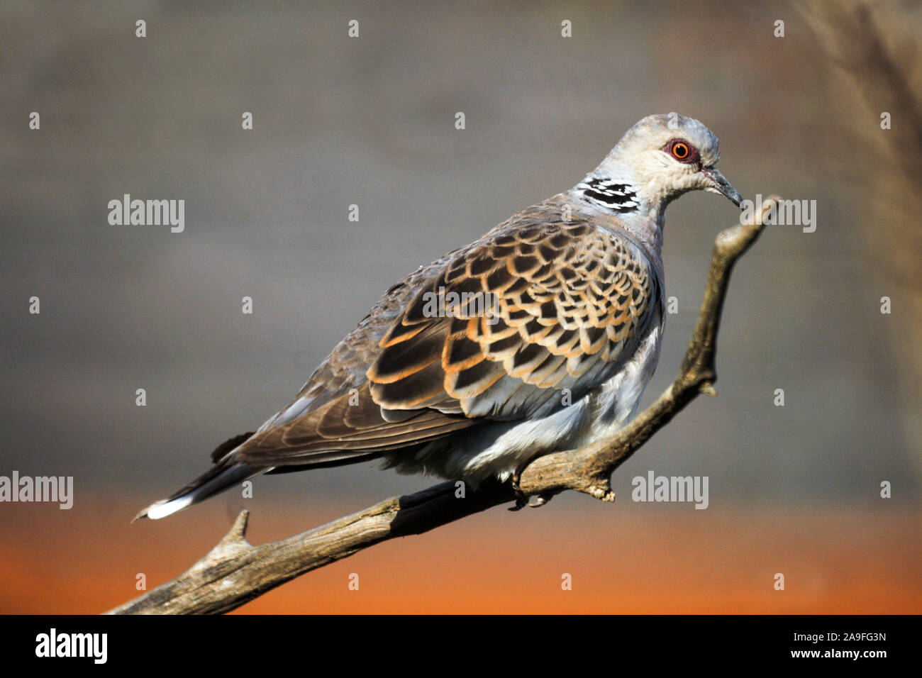 Turtle Dove 'Streptopelia turtur' Adult.Summer visitor to Europe.South ...