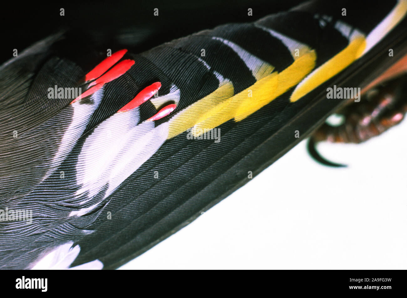Waxwing 'Bombycilla garrulus' Wing section showing the wax-like ...