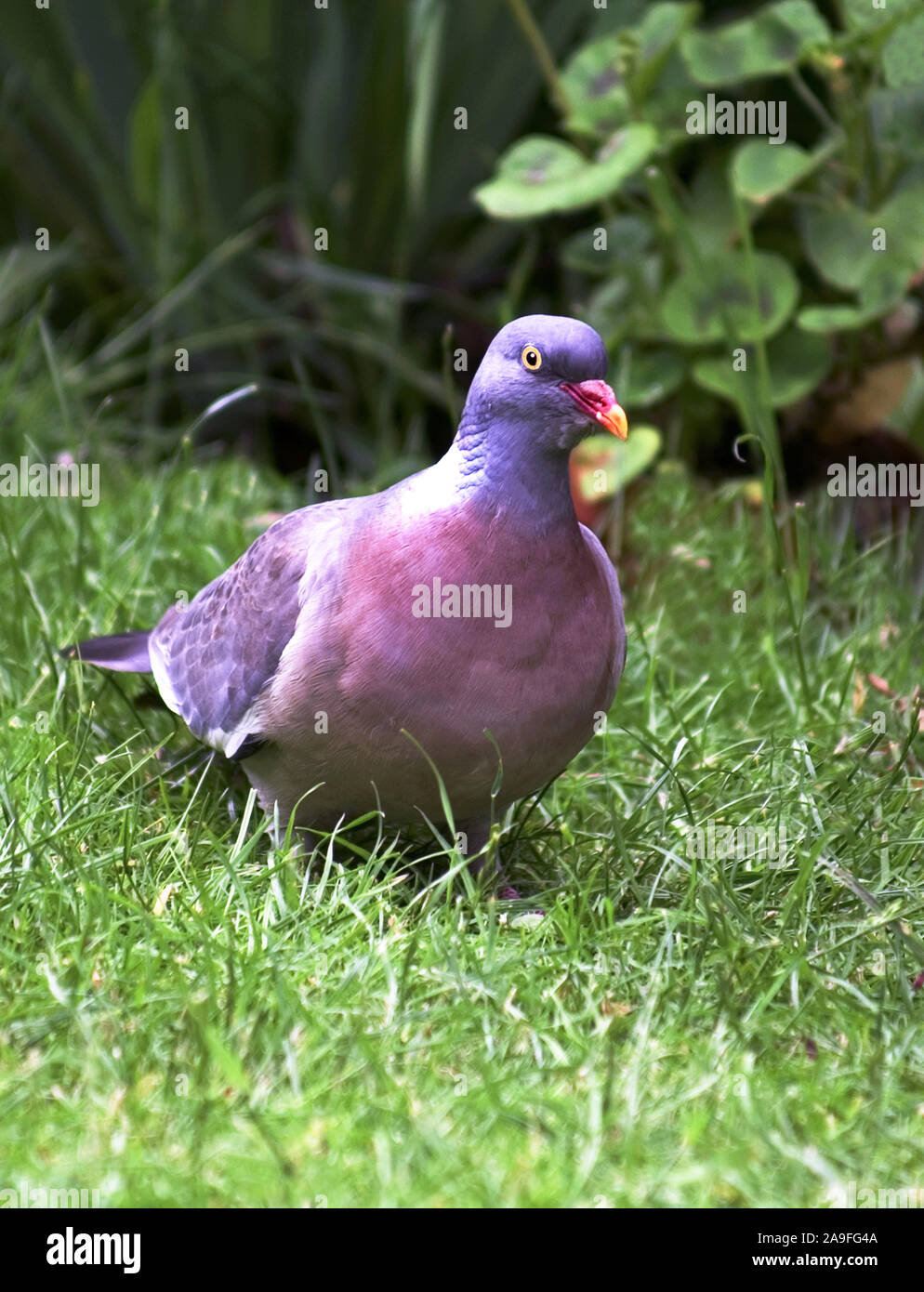 Woodpigeon 'Columba palumbus'.Adult bird in a garden in Beeston ...