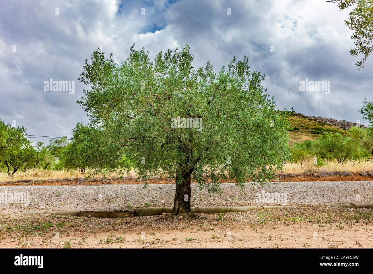 Large green olive tree hi-res stock photography and images - Alamy