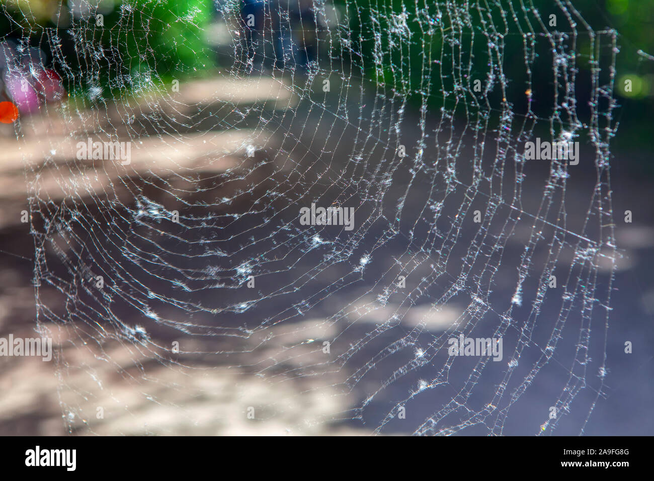 close up image of spider net Stock Photo - Alamy