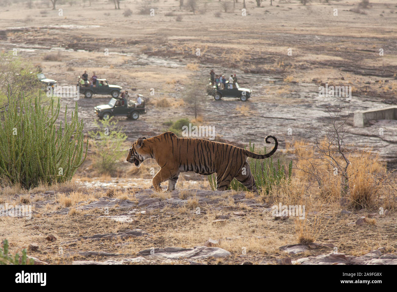 Tiger terrain hi-res stock photography and images - Alamy