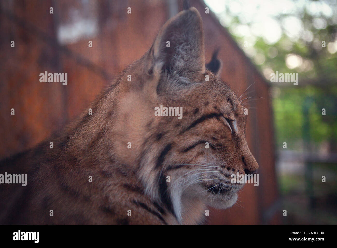 portrait of cute wild cat Stock Photo - Alamy