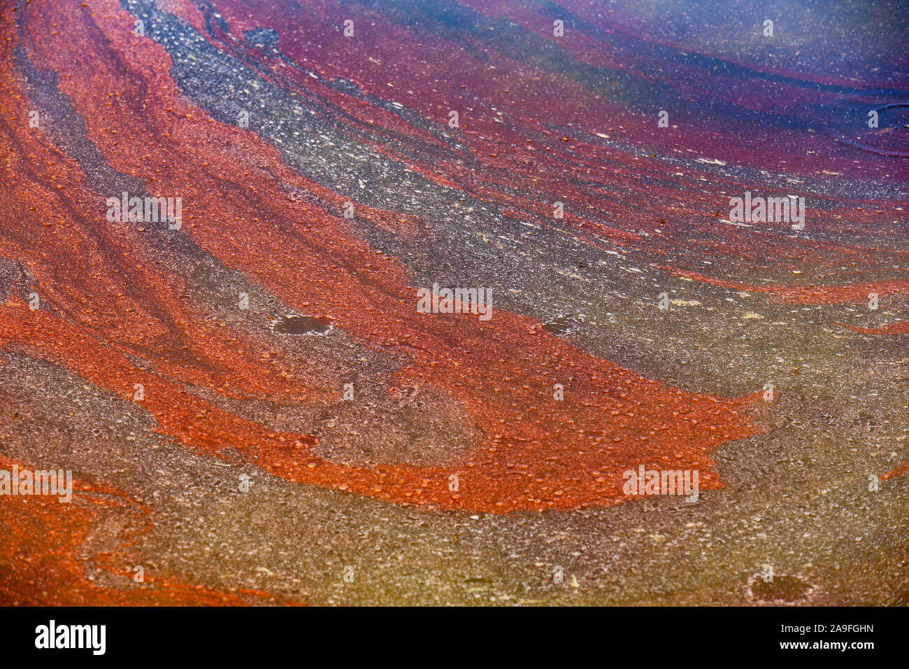 Algae bloom hi-res stock photography and images - Alamy