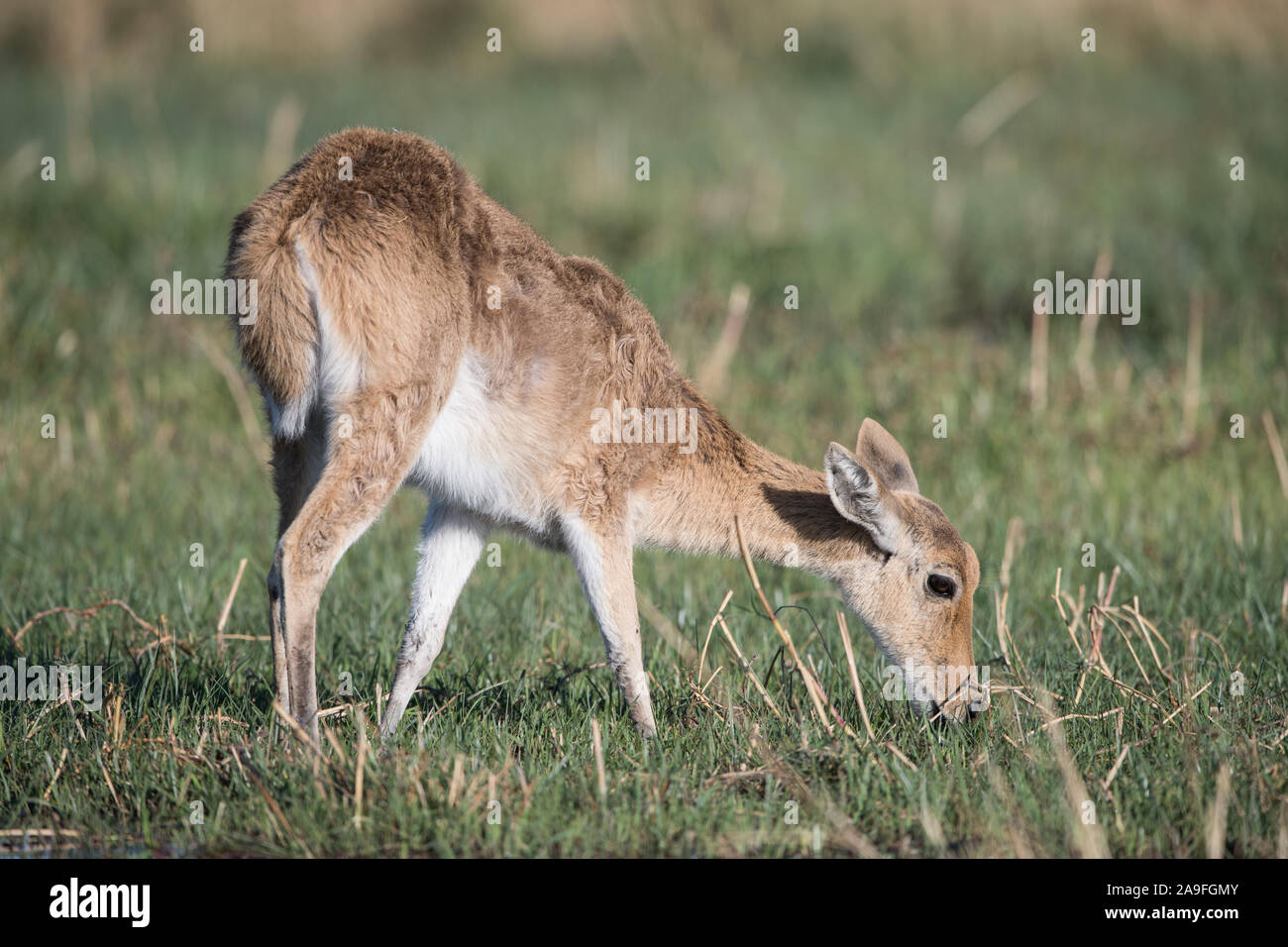 Reedbuck common hi-res stock photography and images - Alamy