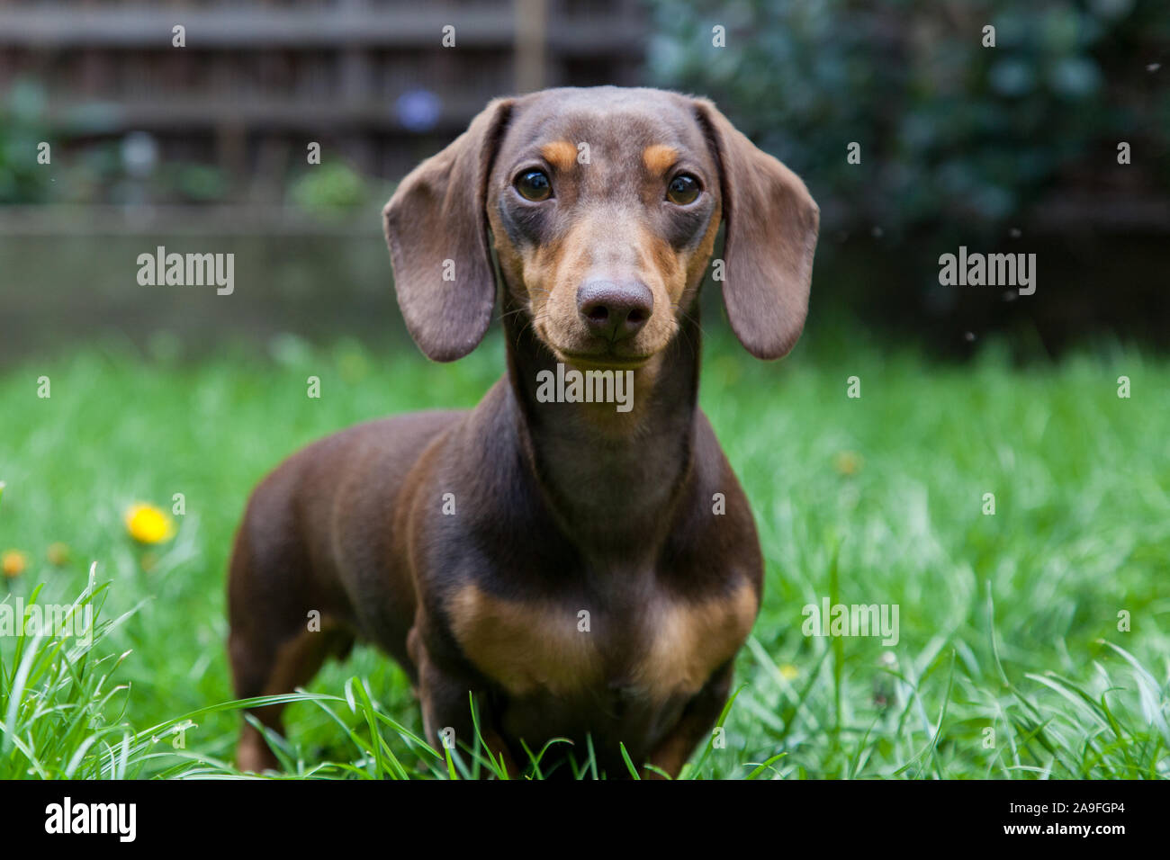 Sausage Dog Hi res Stock Photography And Images Alamy Sausage Dog Hi res Stock Photography And Images Alamy