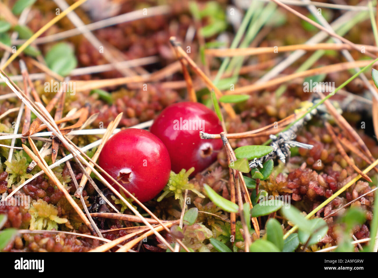 Swamp berry hi-res stock photography and images - Alamy