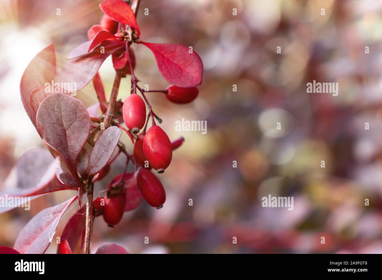 Berberis thunbergii shrub hi-res stock photography and images - Alamy