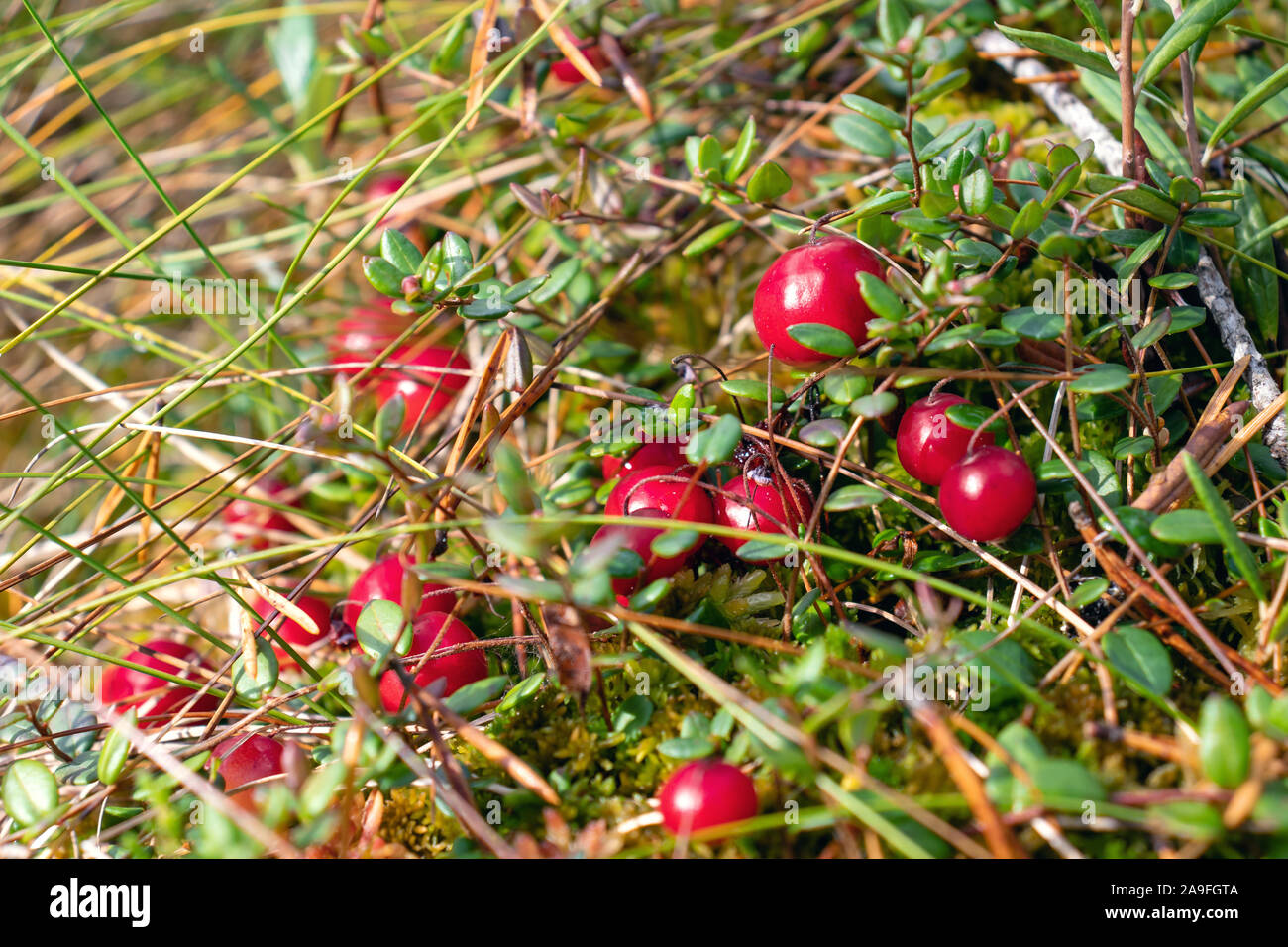 Swamp surface hi-res stock photography and images - Alamy