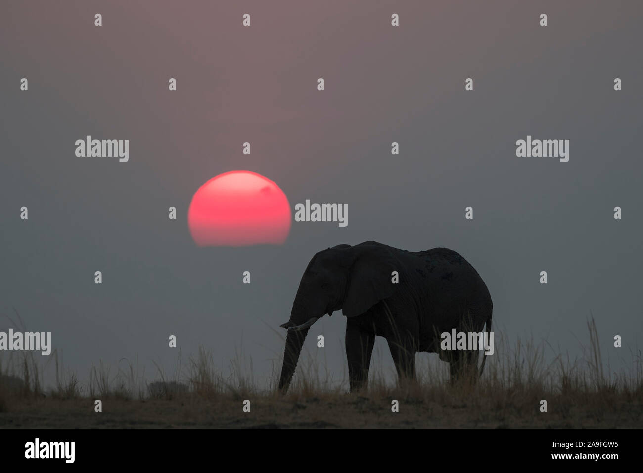 Sunset elephant hi-res stock photography and images - Alamy