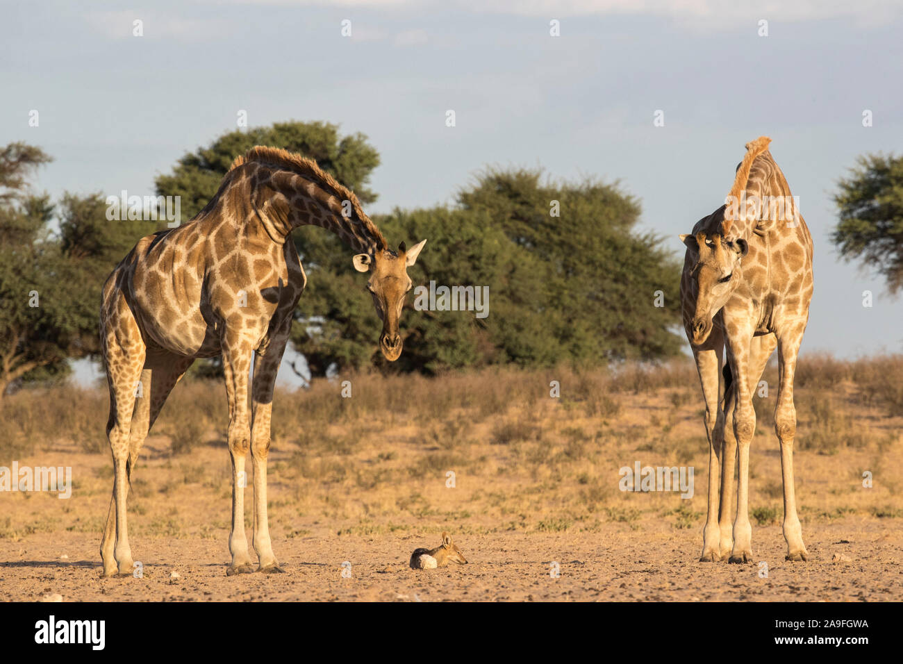 Africa jackal hi-res stock photography and images - Alamy