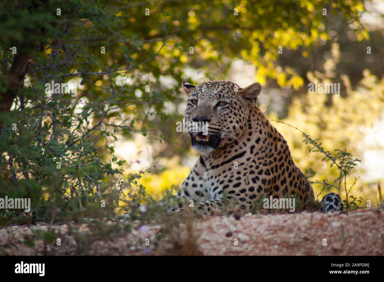 Wild African Leopard at Okonjima Reserve, Namibia Stock Photo - Alamy