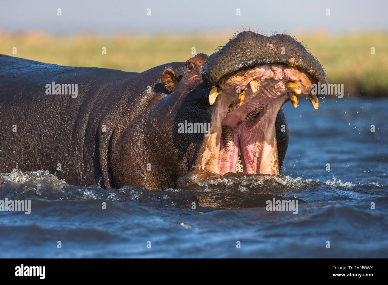Hippo (Hippopotamus amphibius) aggression, Chobe national park ...