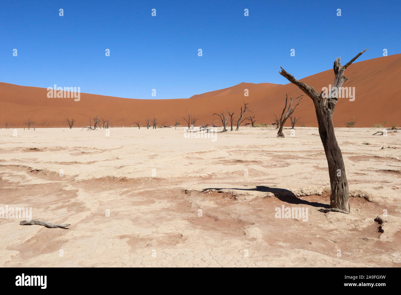 Trees that are petrified hi-res stock photography and images - Alamy