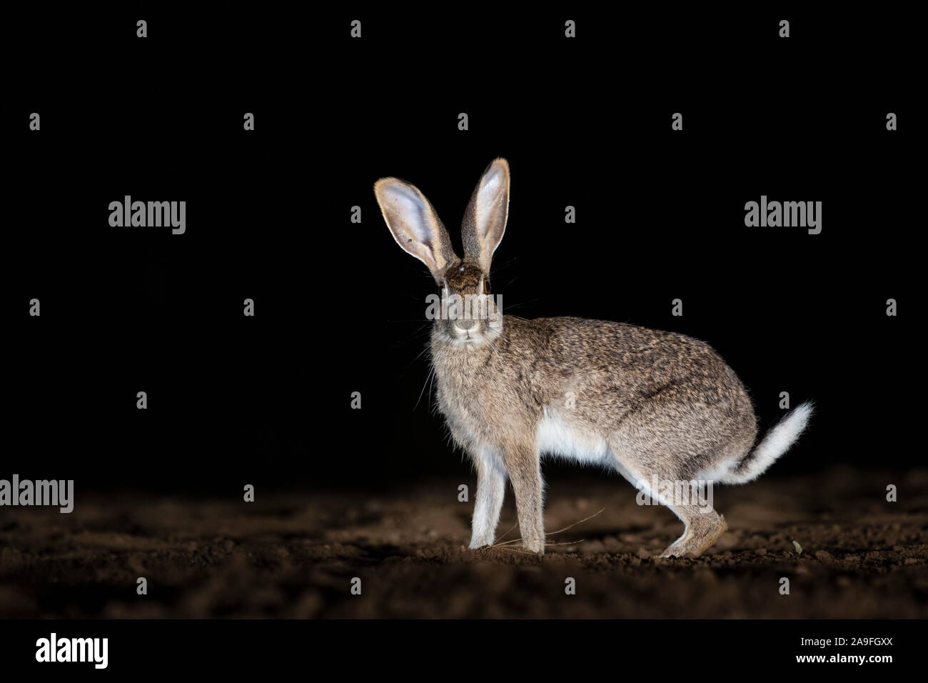African hare hi-res stock photography and images - Alamy