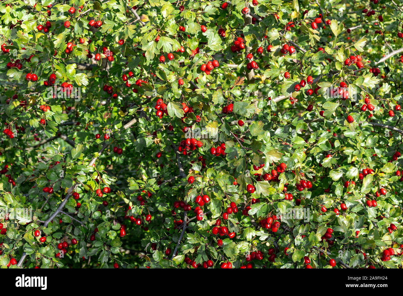 Bunches of ripe red berries of hawthorn, close up Stock Photo - Alamy