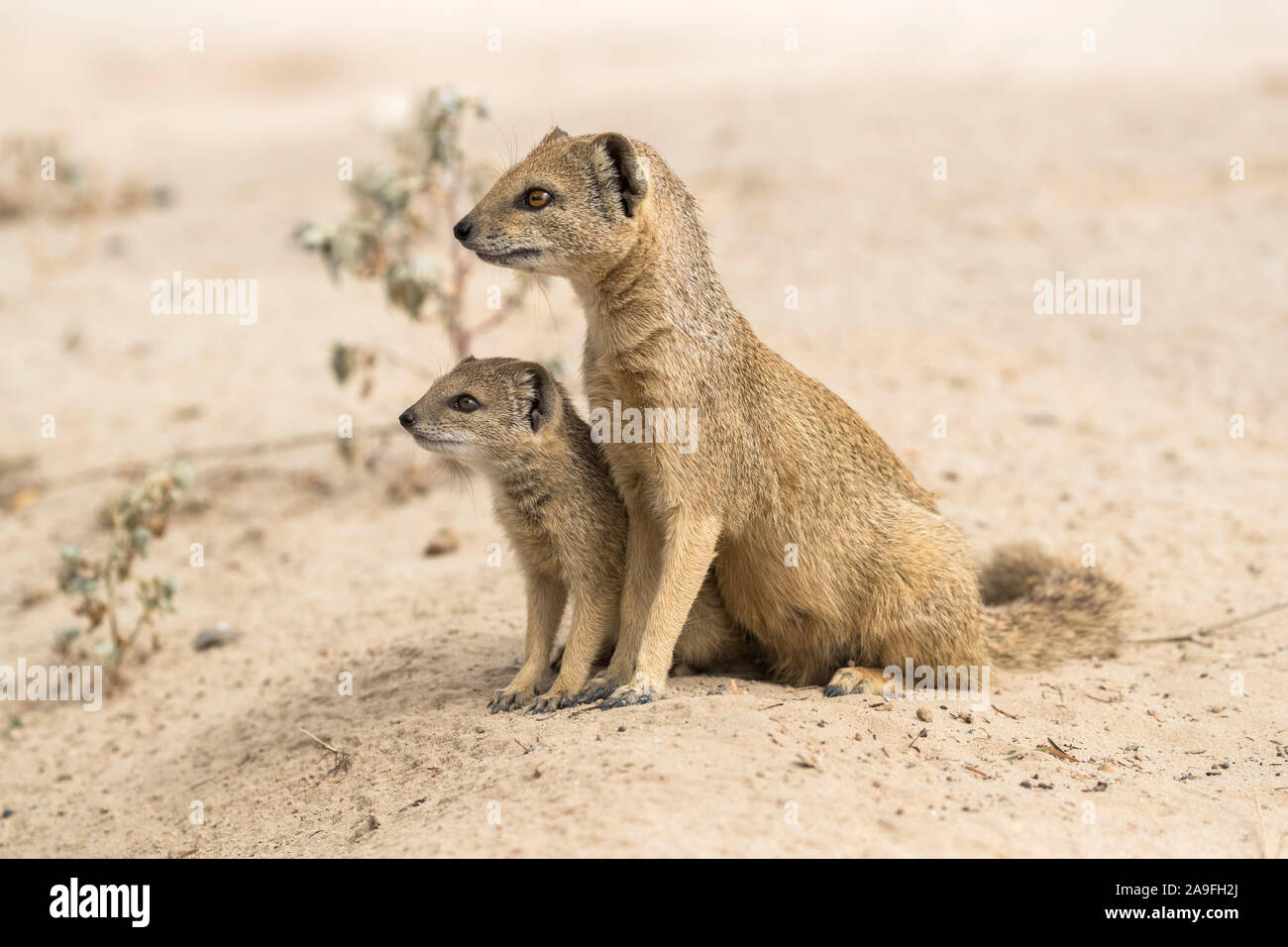 Yellow mongoose (Cynictis penicillata) with pup, Kgalagadi ...