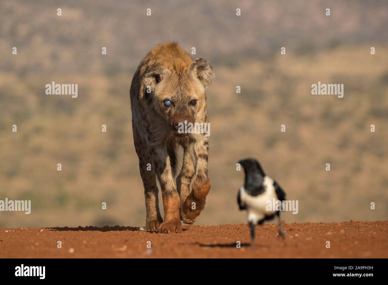 South africa predator hyaena hi-res stock photography and images - Alamy