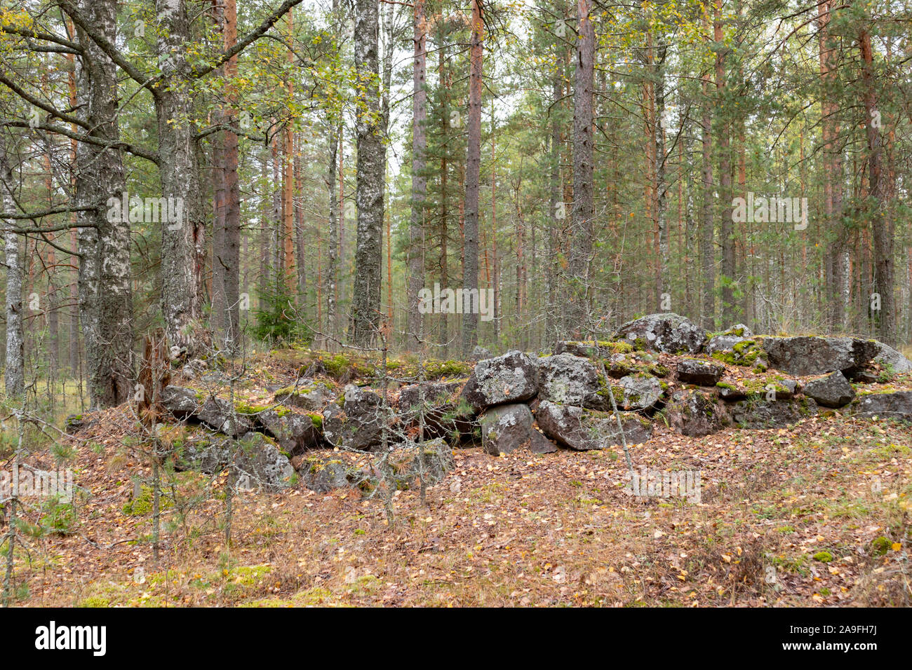 Ruins of an old Finnish stone foundation in a forest in Karelia Stock ...