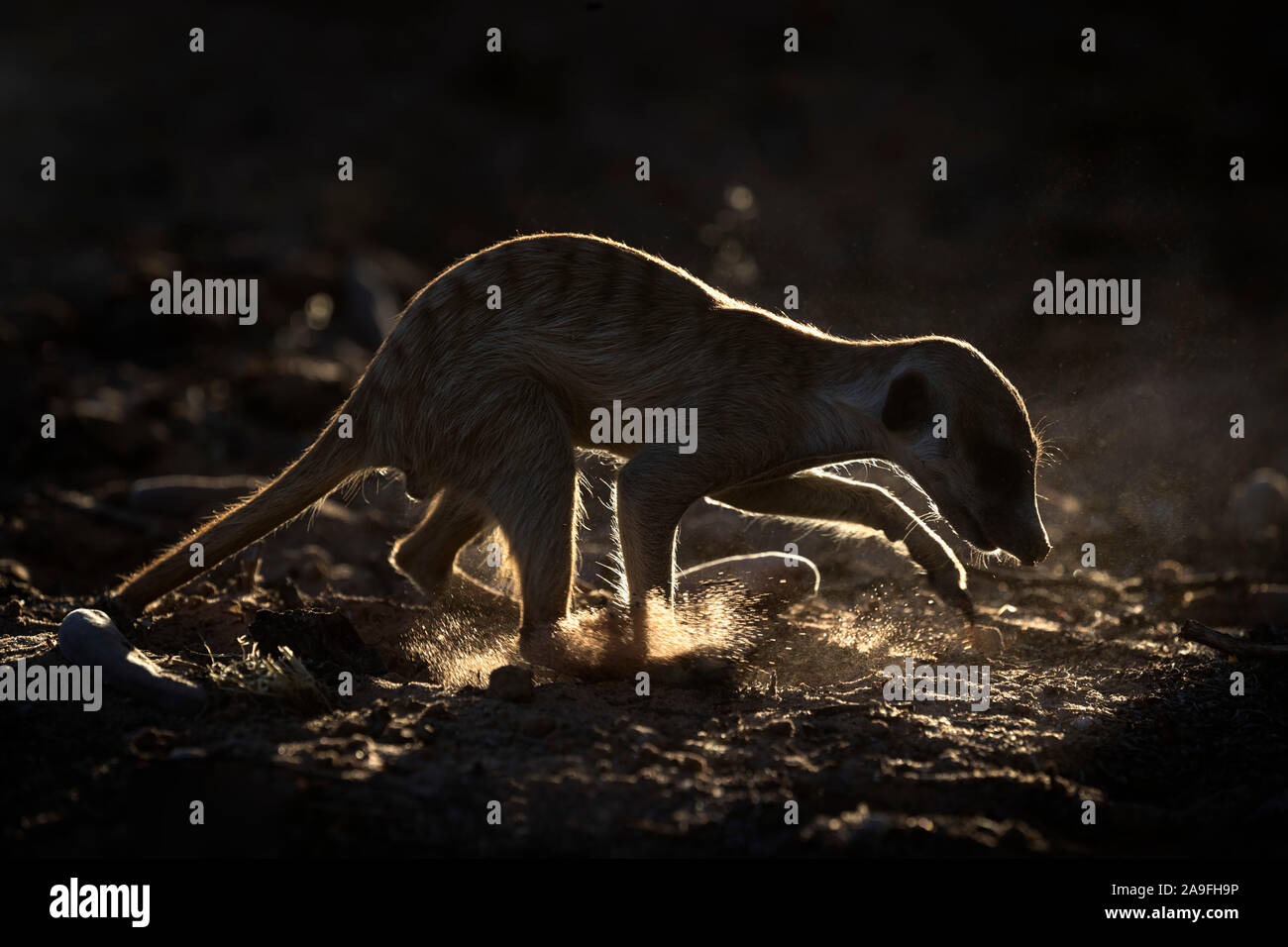 Meerkat (Suricata suricatta) foraging, Kgalagadi Transfrontier Park ...