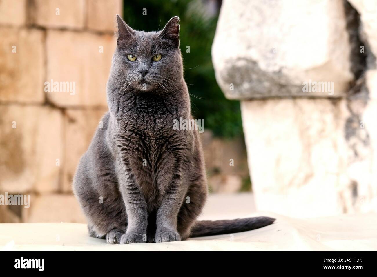 Street cat in Old Town Split, Croatia Stock Photo - Alamy