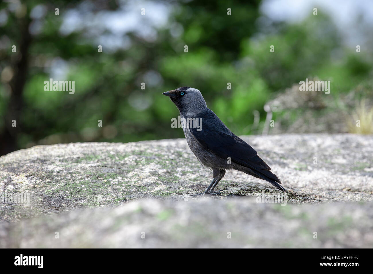 Colour of eyes blue hi-res stock photography and images - Alamy