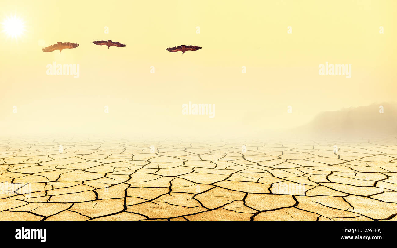 Three vultures hi-res stock photography and images - Alamy