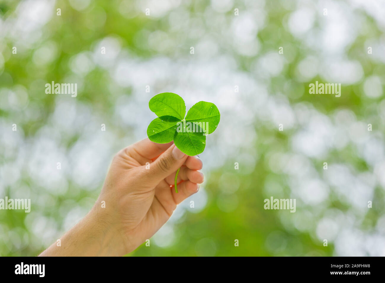 Four-leaf clover in hand Stock Photo - Alamy