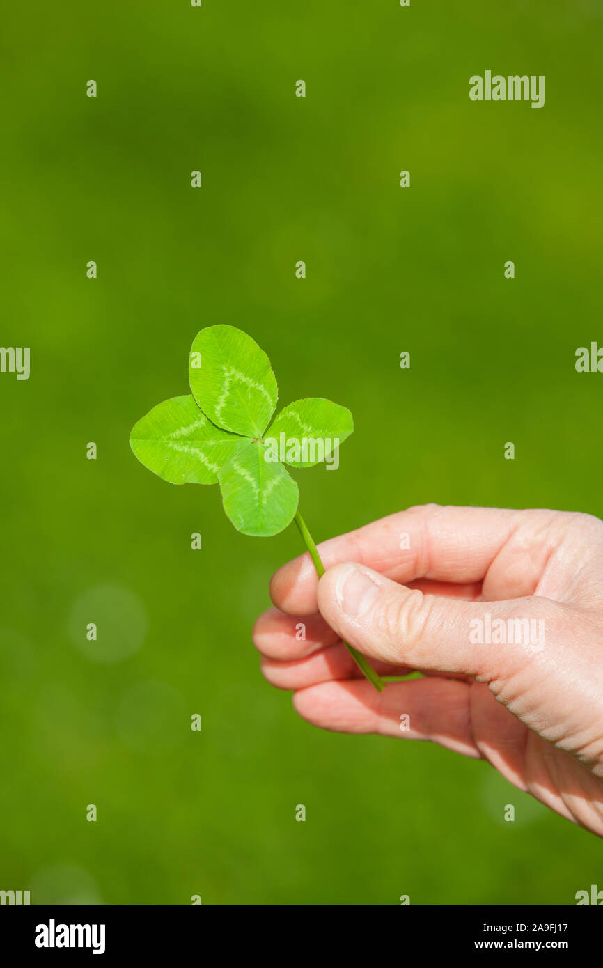 Clover gifts hi-res stock photography and images - Alamy