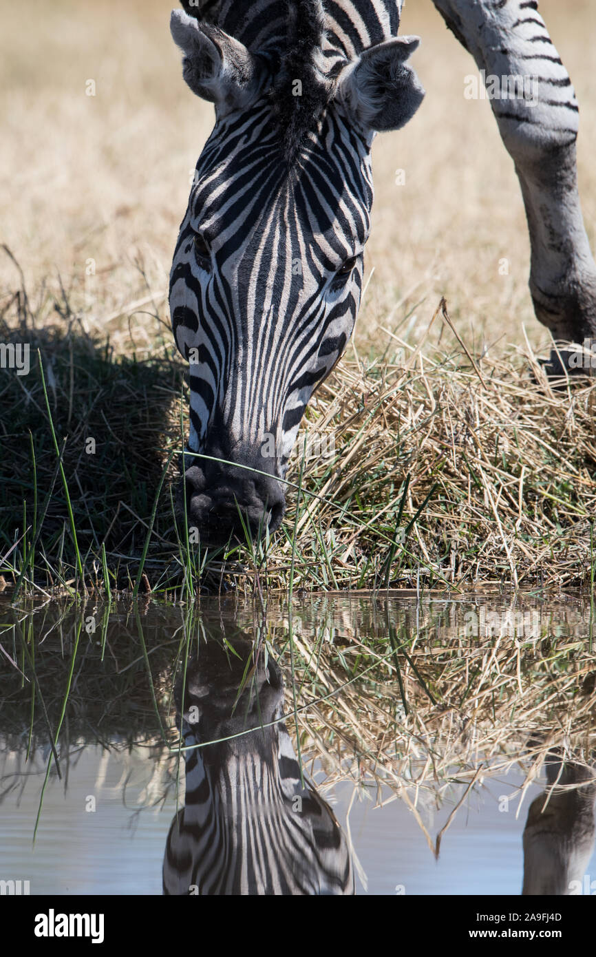 Zebra drinking water with reflection hi-res stock photography and ...