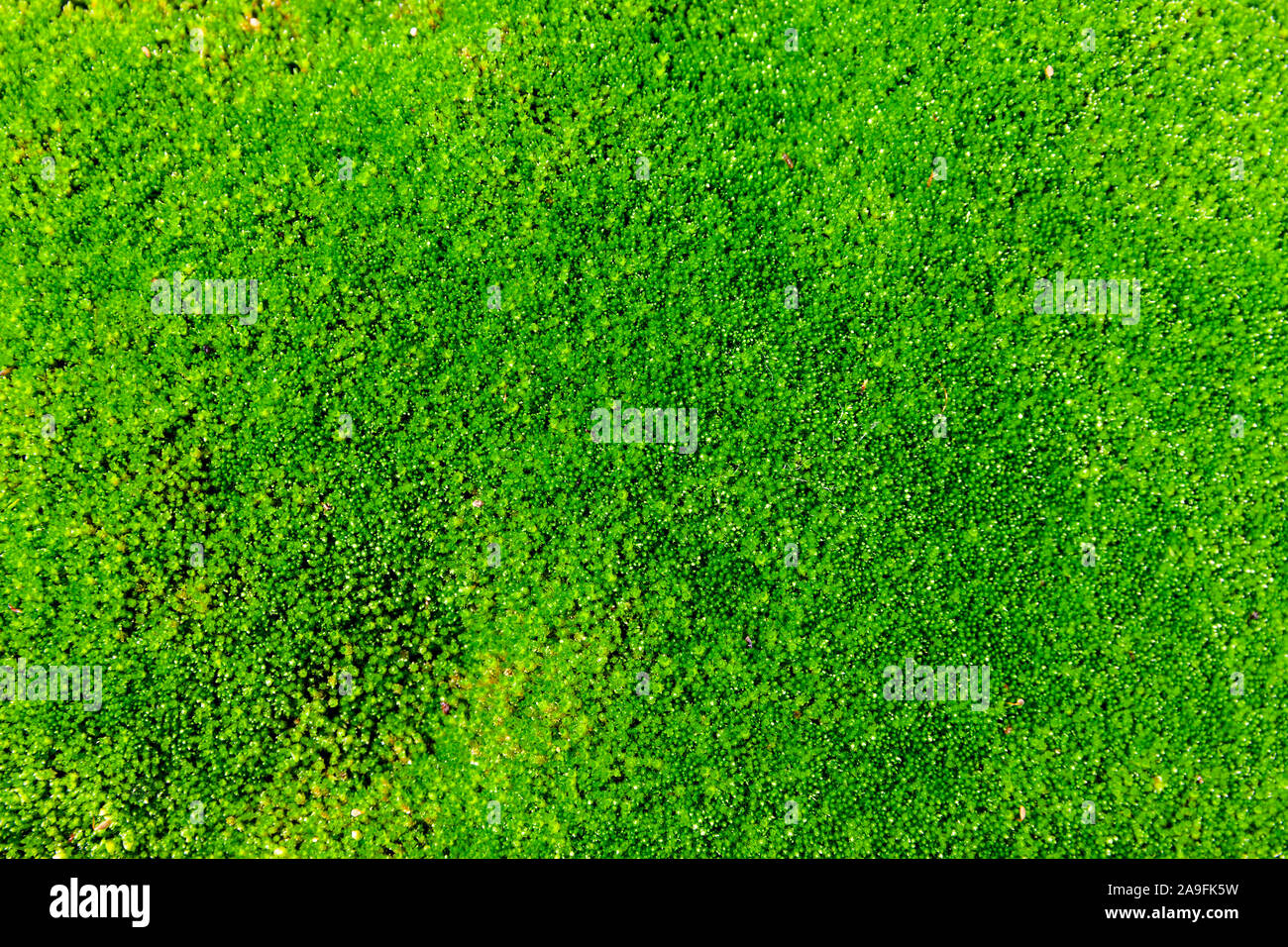 Damp habitats hi-res stock photography and images - Alamy