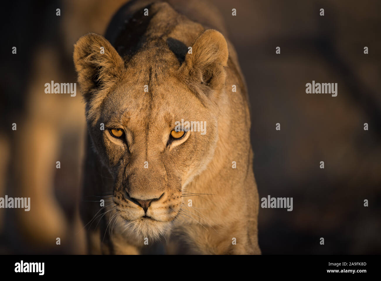 Amber eyes lion hi-res stock photography and images - Alamy