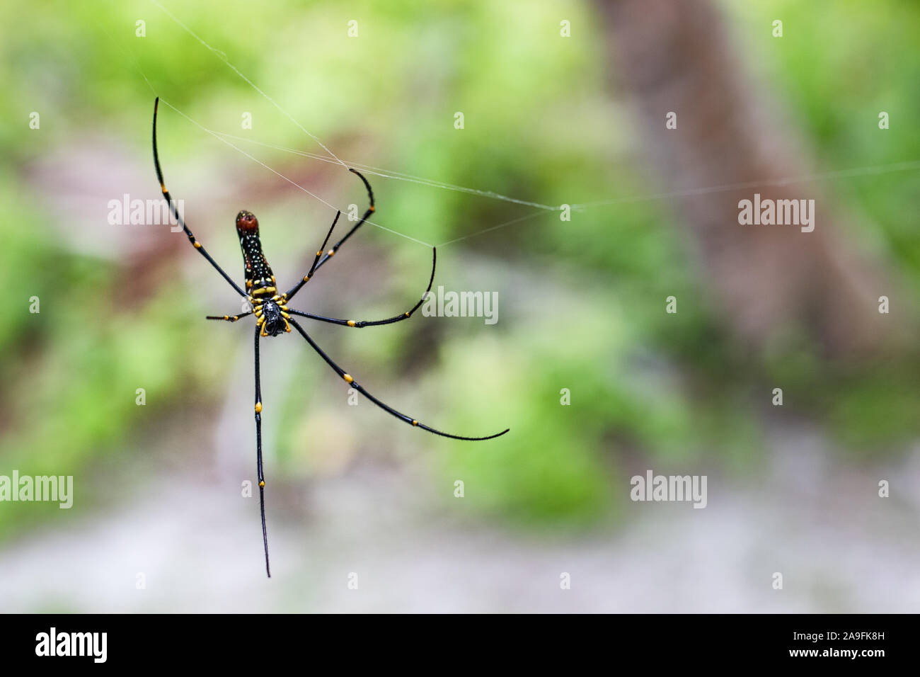 Giant golden orb weaver Nephila pilipes hanging on its web showing bold ...