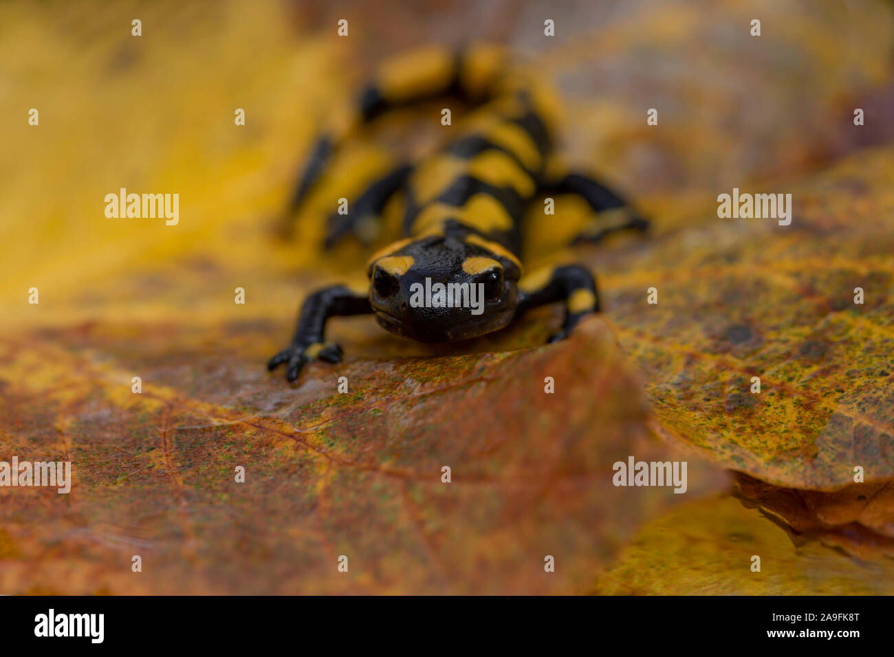 Fire salamander hi-res stock photography and images - Alamy