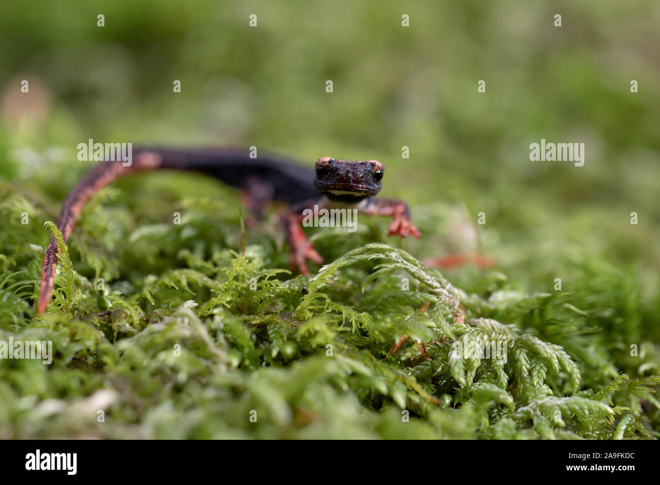 Salamandridae hi-res stock photography and images - Alamy