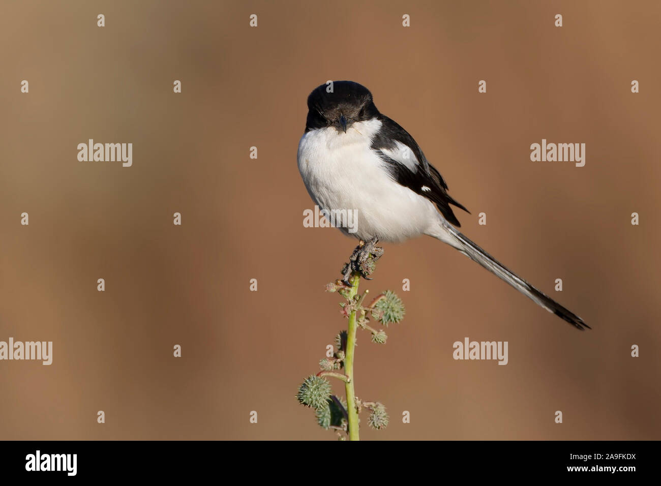 Afrotropical hi-res stock photography and images - Alamy