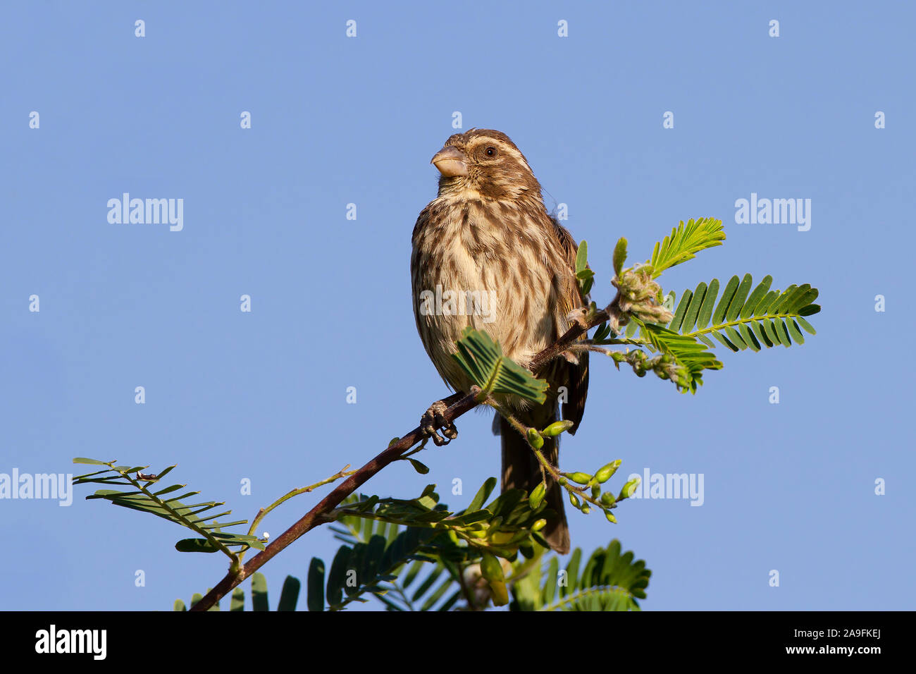 Seed eater hi-res stock photography and images - Alamy