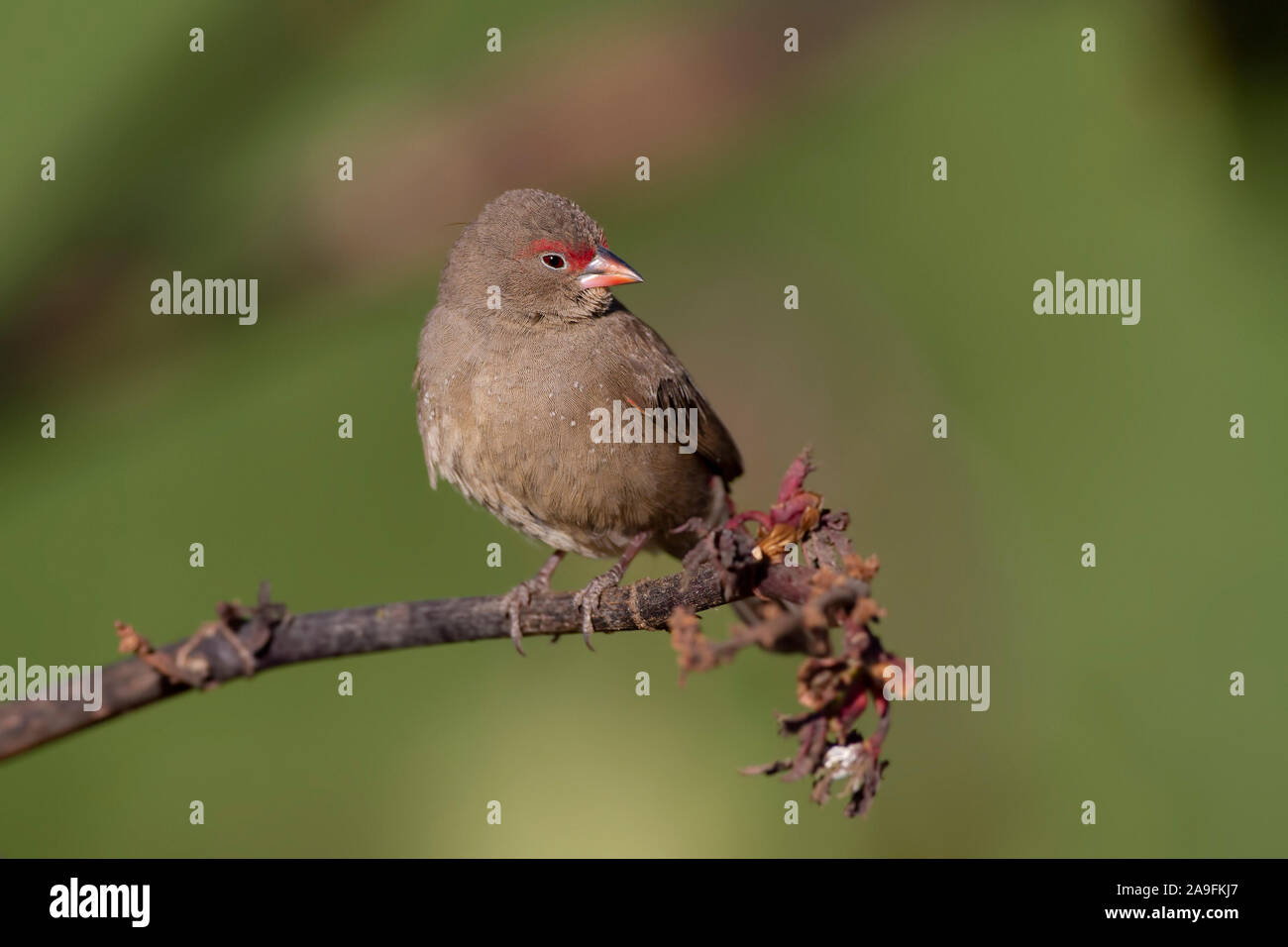 Firefinch hi-res stock photography and images - Alamy