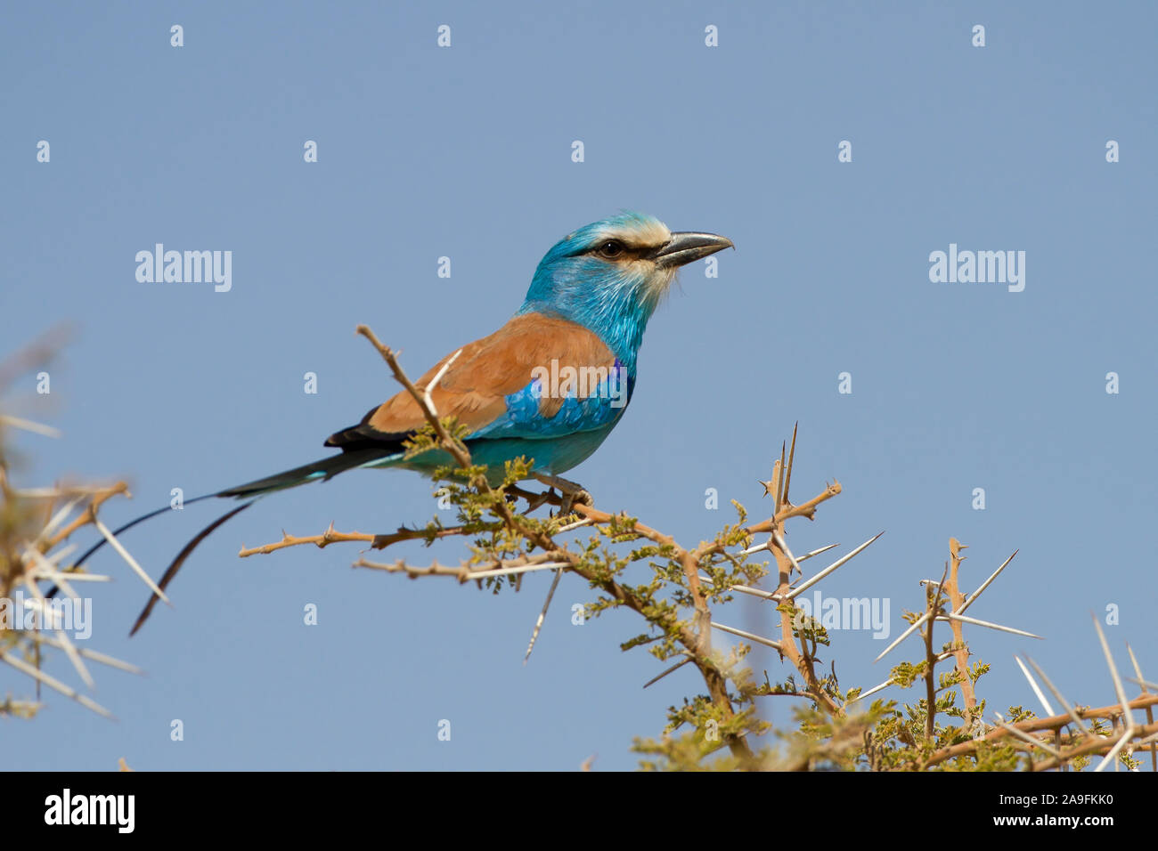 Abyssinian roller hi-res stock photography and images - Alamy
