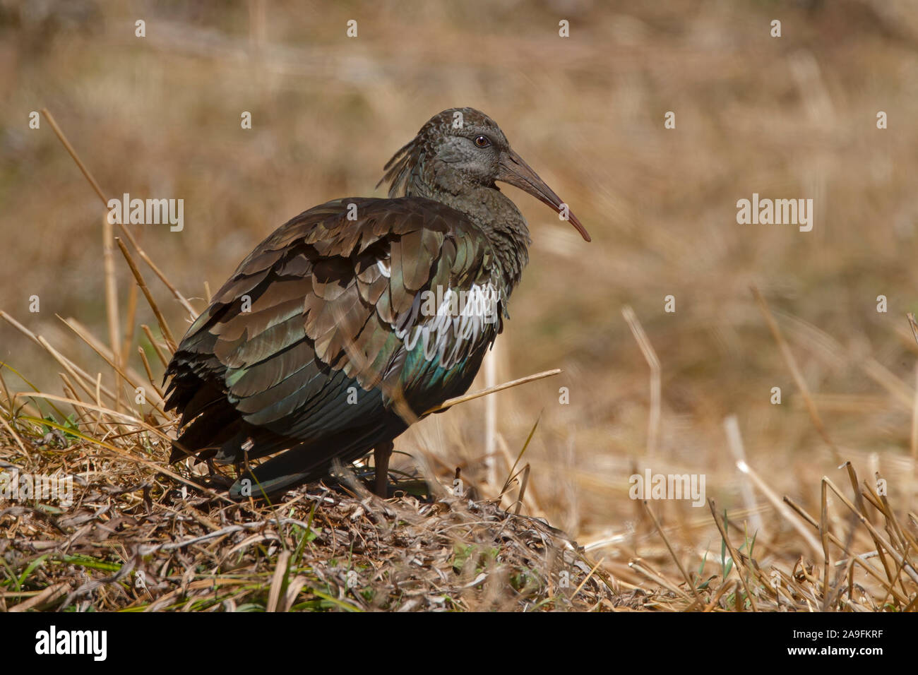 Wattled ibis bostrychia carunculata hi-res stock photography and images ...