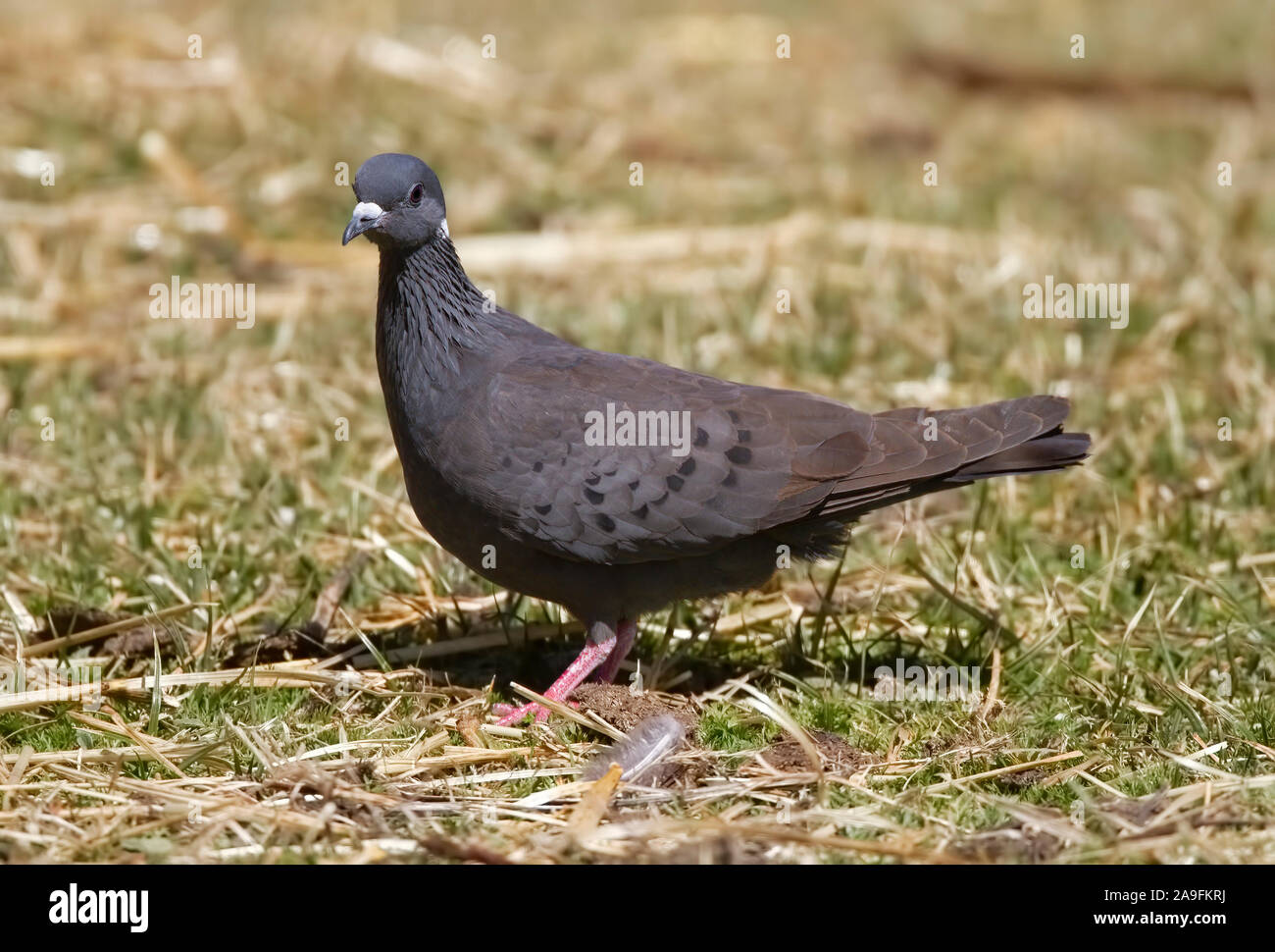 Columba albitorques hi-res stock photography and images - Alamy