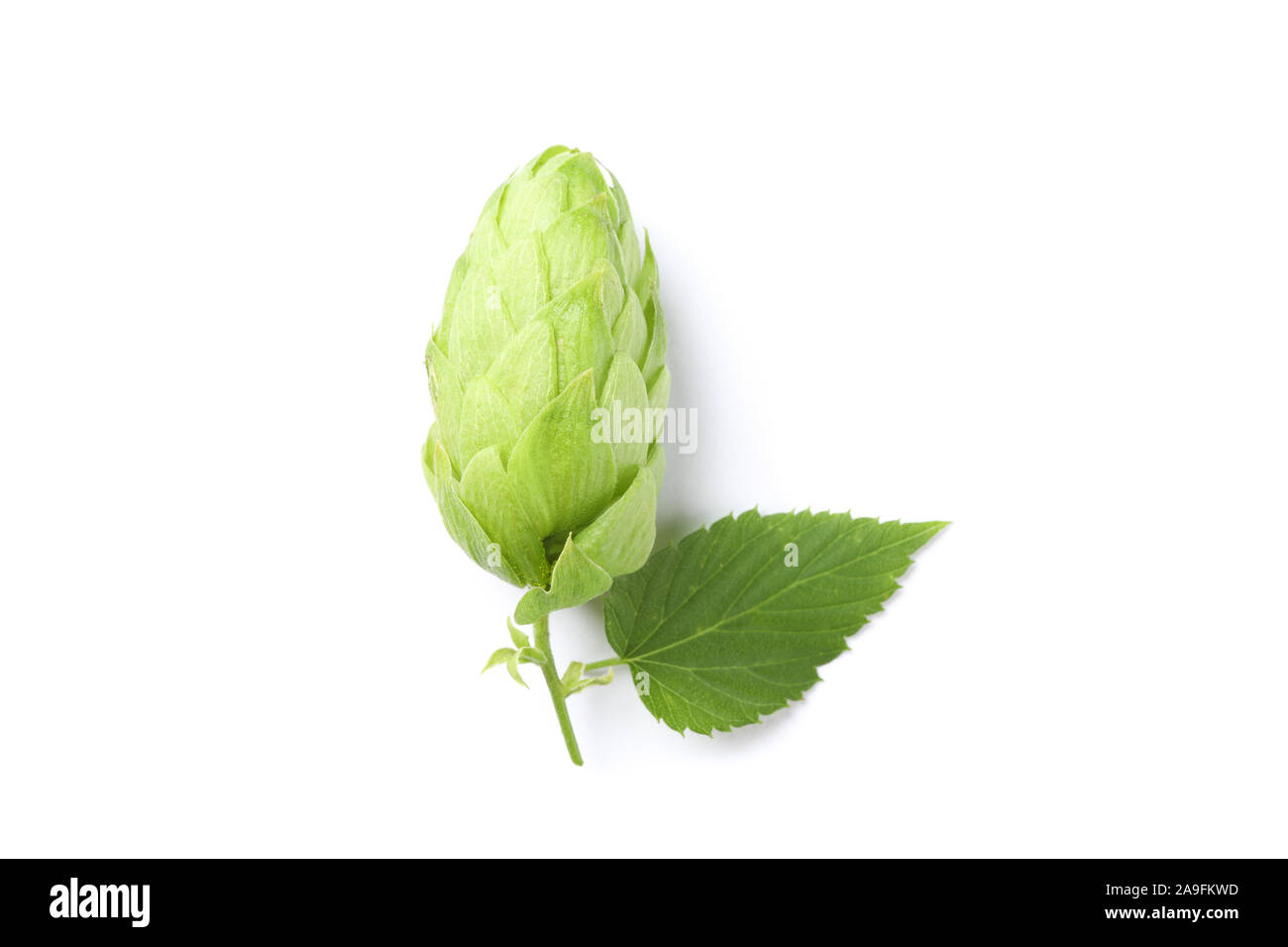 Green fresh hop cone isolated on white background, close up Stock Photo ...
