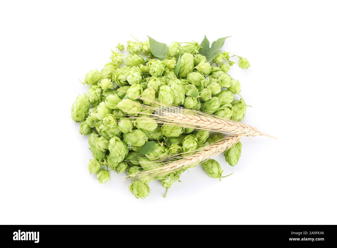 Hop cones and spikelets isolated on white background Stock Photo - Alamy
