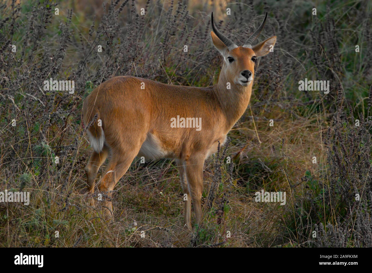 Bohor hi-res stock photography and images - Alamy