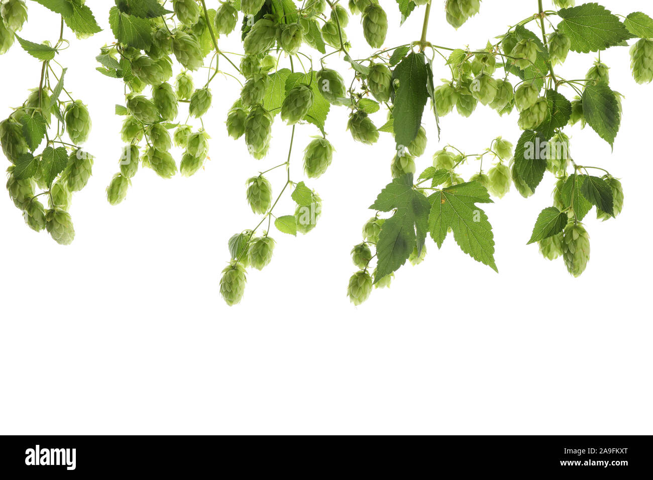 Branches of hop isolated on white background Stock Photo - Alamy